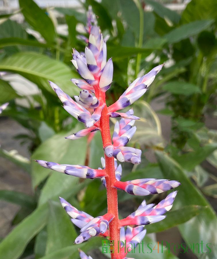 Blue Rain Bromelia