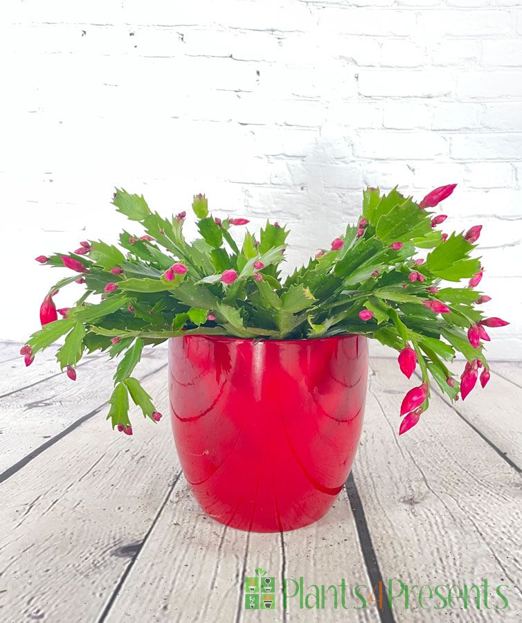 Christmas Cactus | Send a flamboyant flowering cactus for Christmas