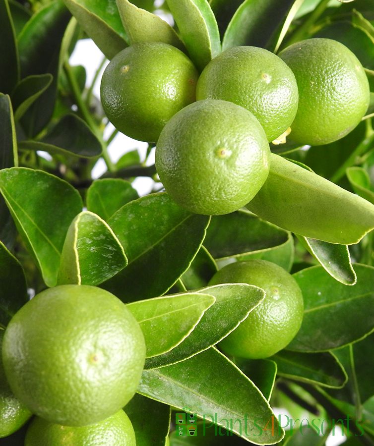 Giant Calamondin Trees | Send giant citrus trees as gifts