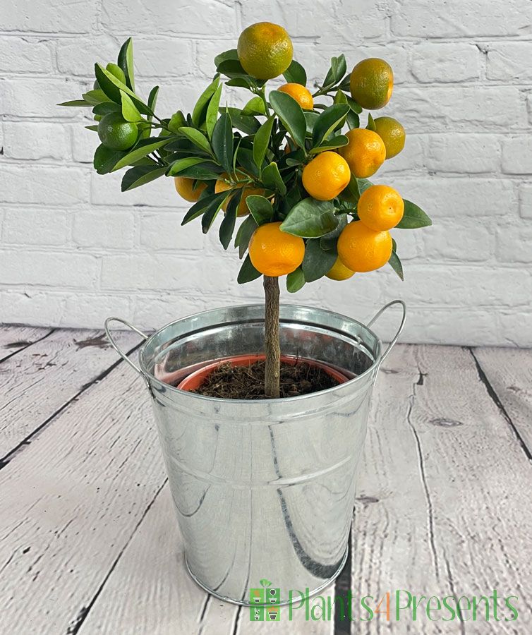 Calamondin | Specialist citrus trees delivered