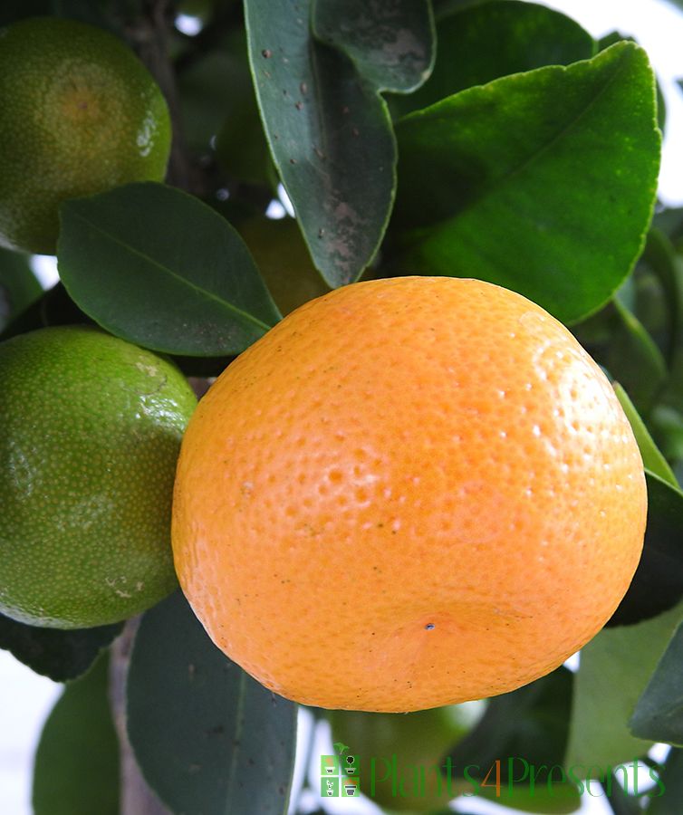 Large Calamondin | Send citrus trees as plant gifts