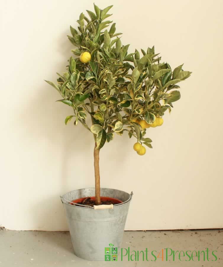 Variegated orange trees make an unusual gift for a plant lover