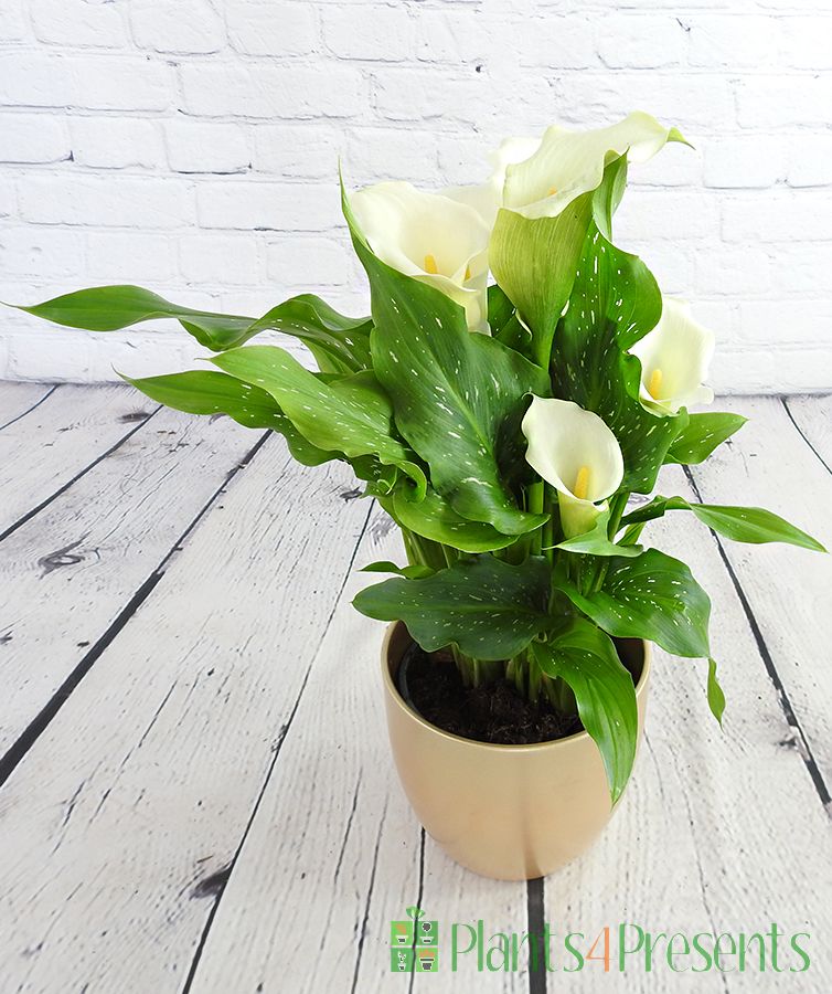 Large Calla Lily | Potted plants delivered as gifts
