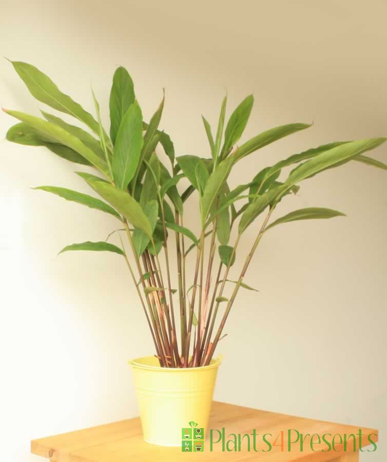 Black Cardamom Plant | Rare houseplants delivered as gifts