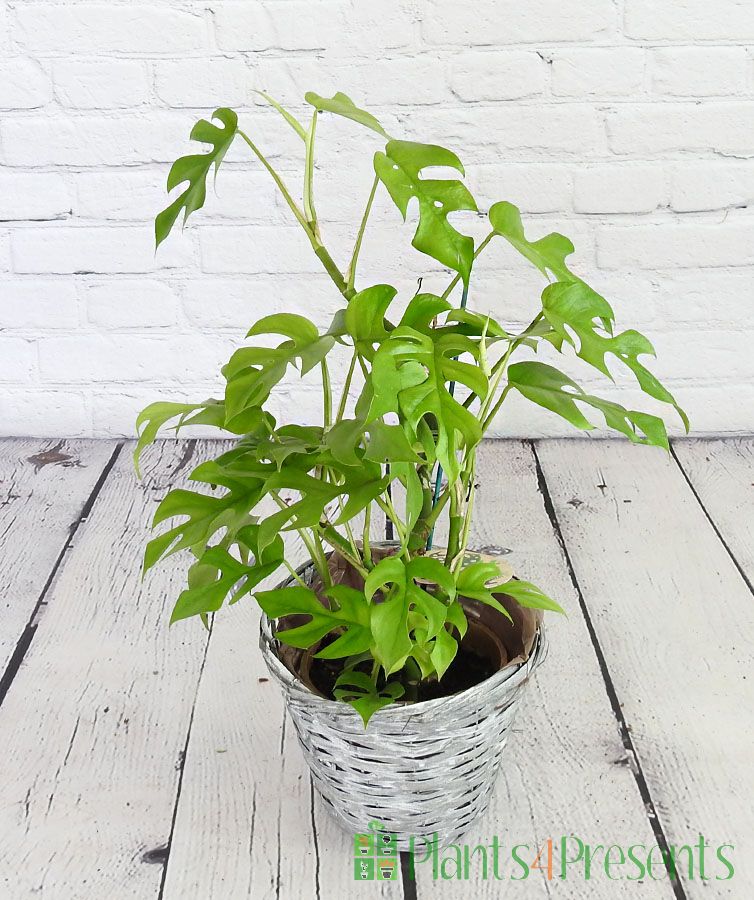 Mini Monstera or Cheese Plants delivered as unusual plant gifts