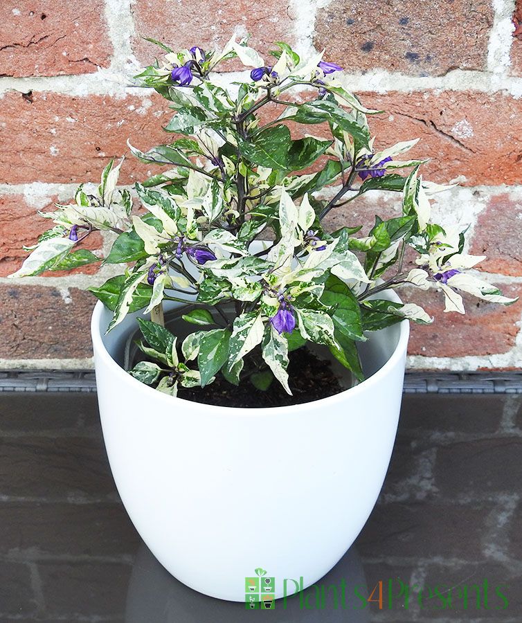 Calico chilli plants are an unusual colourful chilli