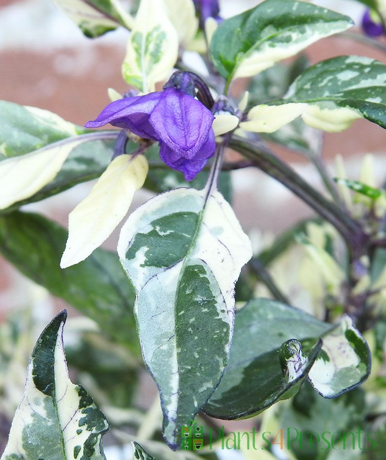 Calico chilli plants are an unusual colourful chilli