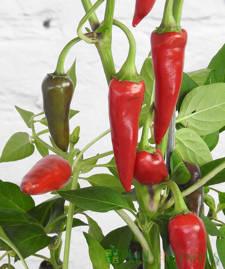 Purple Chilli Plant | Grow your own colourful chillies