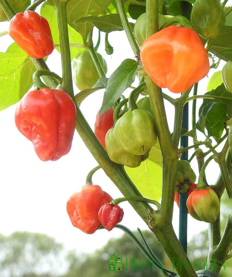 Scotch Bonnet Chilli Plant | Grow your own fiery chillies