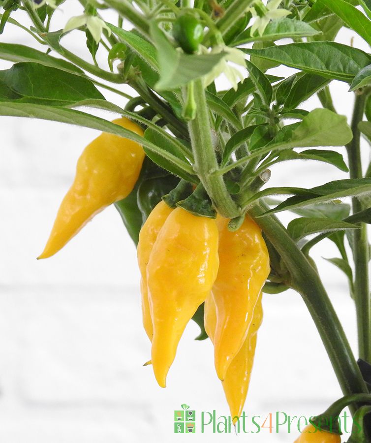 Hot Yellow Chilli plant with next day delivery