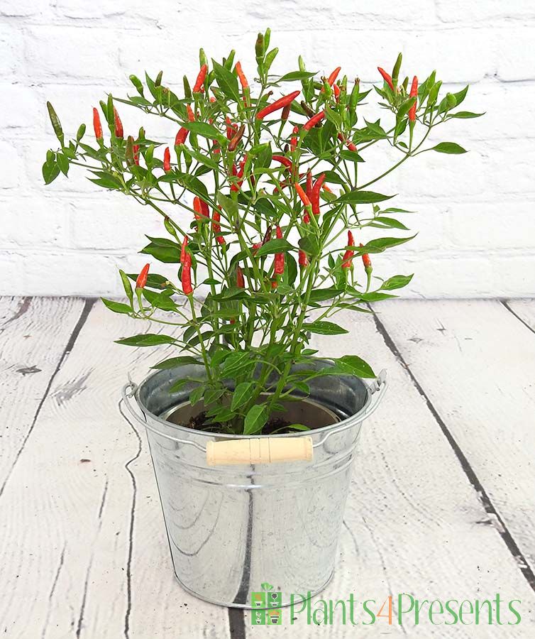 Thai Demon Chilli Plant | Grow your own chillies for Thai cookery