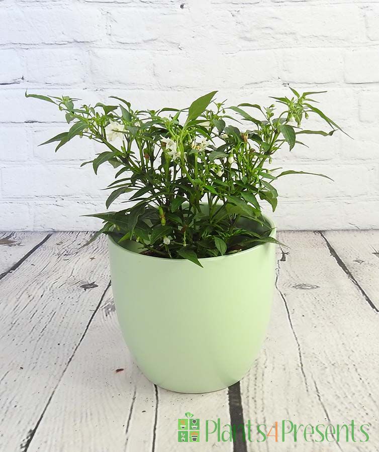 Chilli plants | Pairs of Chilli Plants make fun gifts for cooks