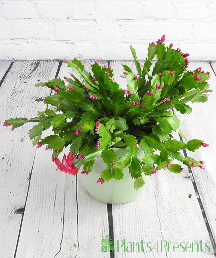 Christmas Cactus | Send a flamboyant flowering cactus for Christmas