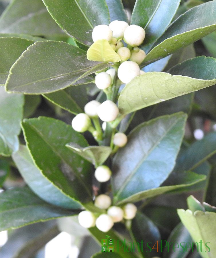 Clementine Trees | Send large citrus trees as unusual plant gifts