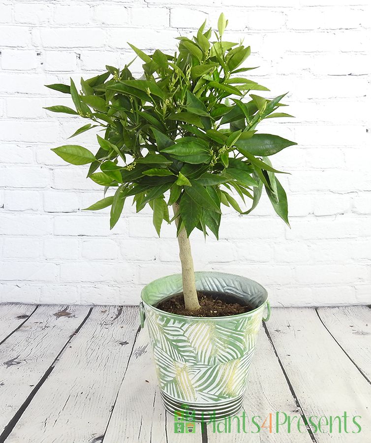 Clementine Trees | Send large citrus trees as unusual plant gifts
