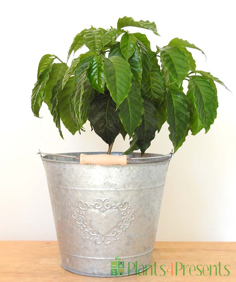 Large Coffee Plants delivered across the UK as gifts