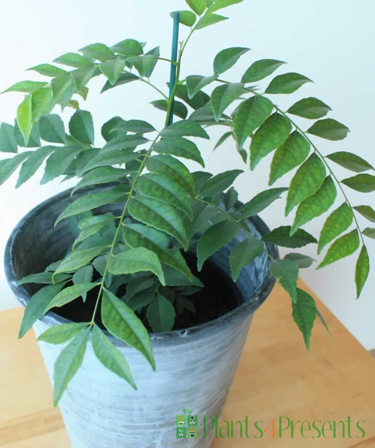 Large Curry Leaf Plant