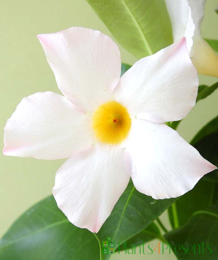 Dipladenia plants gift wrapped and boxed for next day delivery