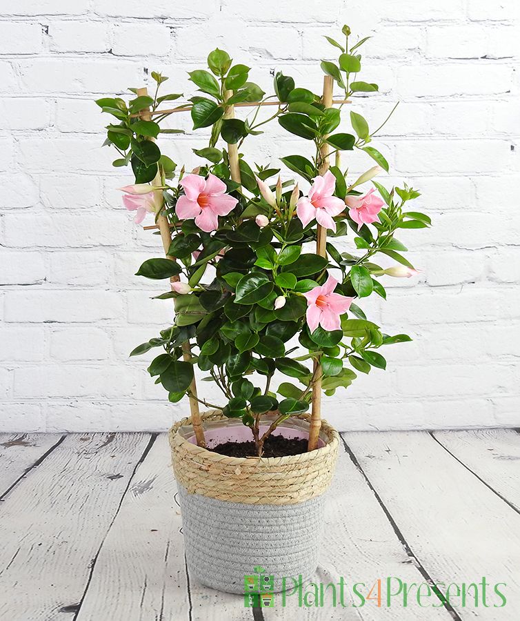 Large dipladenia plants delivered as gifts