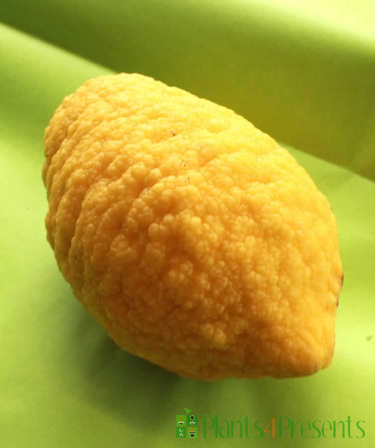 Send a Etrog Tree as a plant gift - Quality Plants, Fast UK Delivery