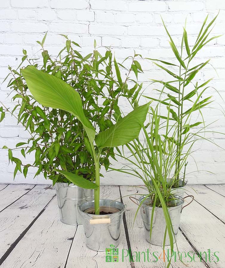 Exotic Herb Collection | Four exotic herb plants for Asian cookery