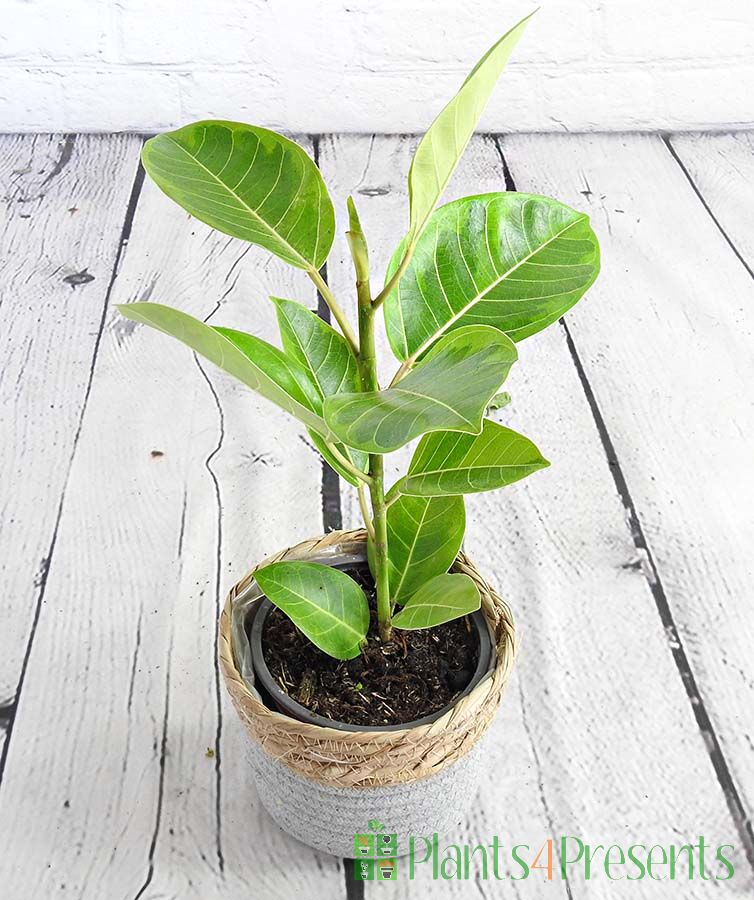 Ficus Altissima or Council Tree for calming greenery