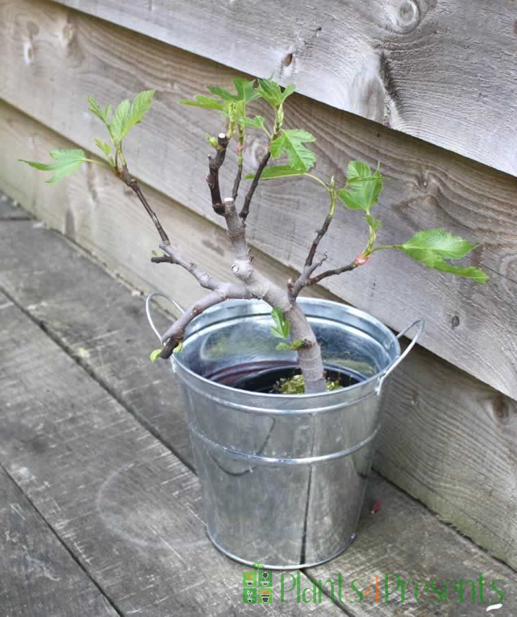 Fig trees | Grow your own Figs, garden gifts delivered next day