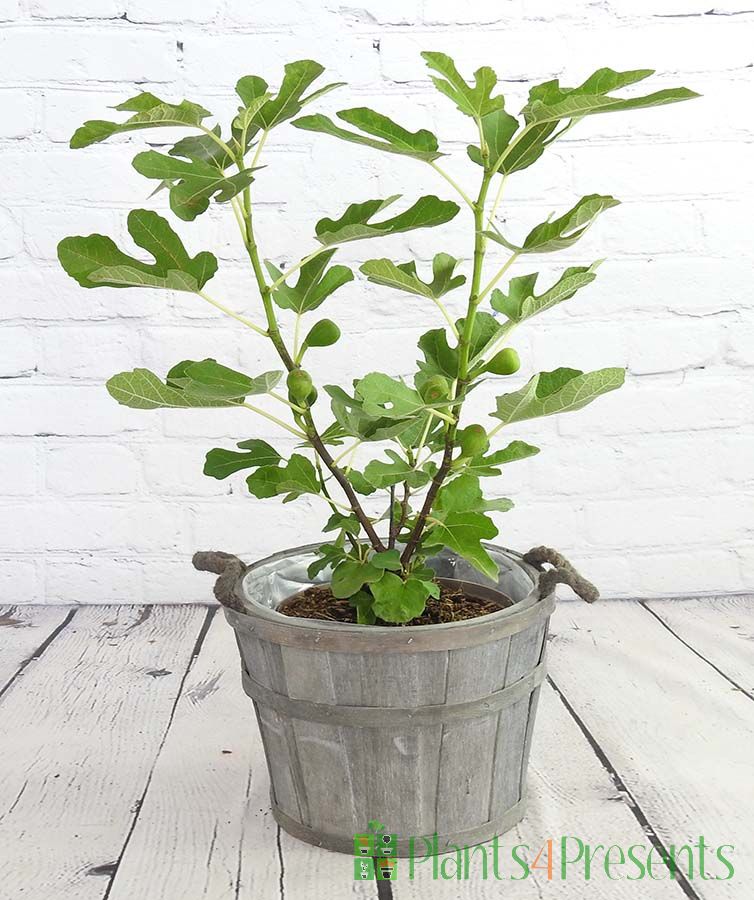 Fig trees | Grow your own Figs, garden gifts delivered next day