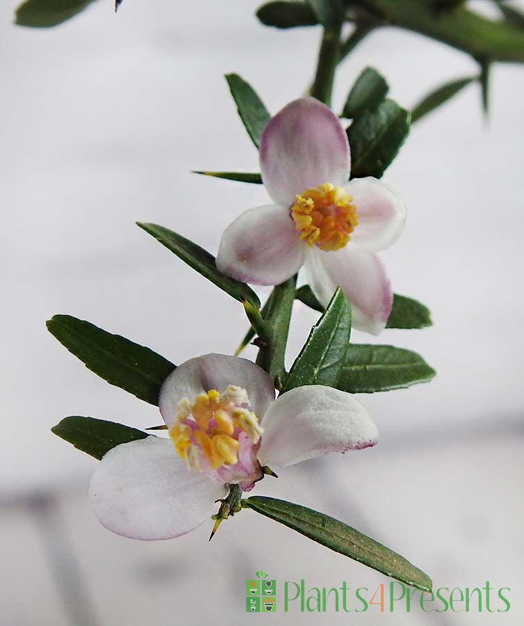 Australian Finger Lime citrus trees delivered as gifts