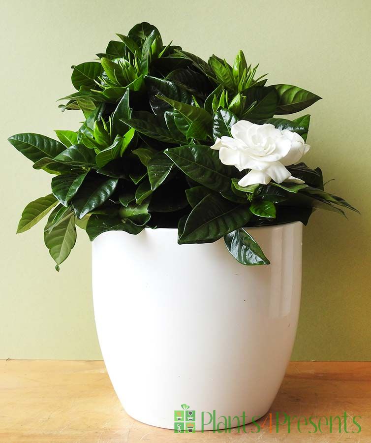 Gardenia Bush