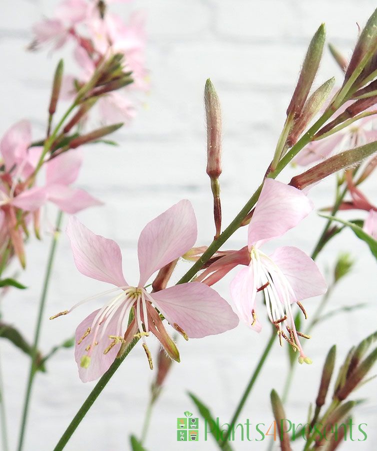 Gorgeous Gaura for summer colour in the garden