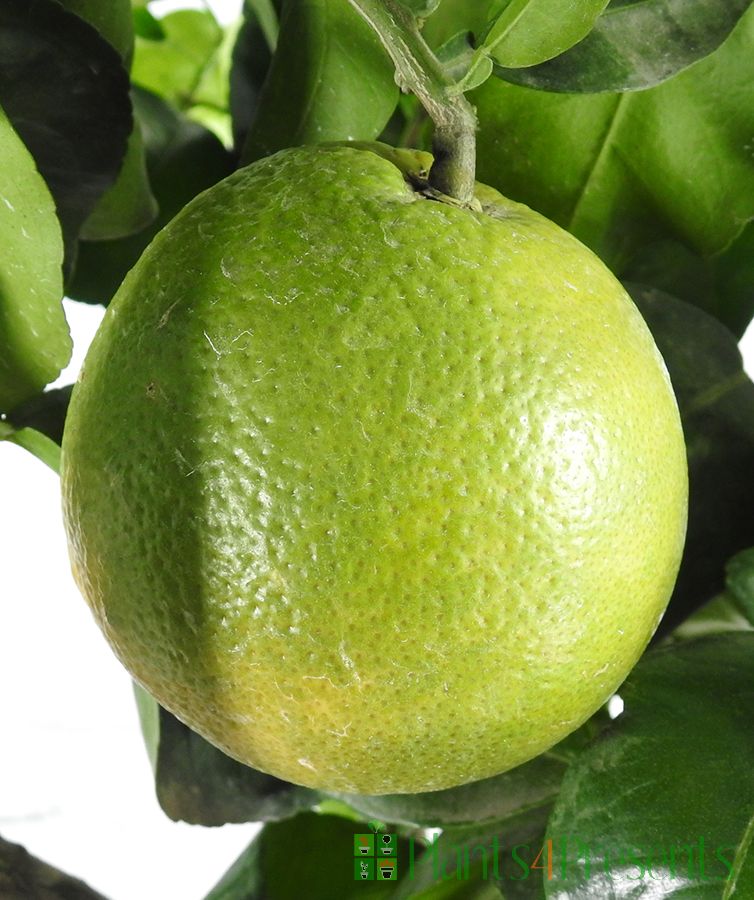 Send large Grapefruit trees as a unique gift for a citrus lover