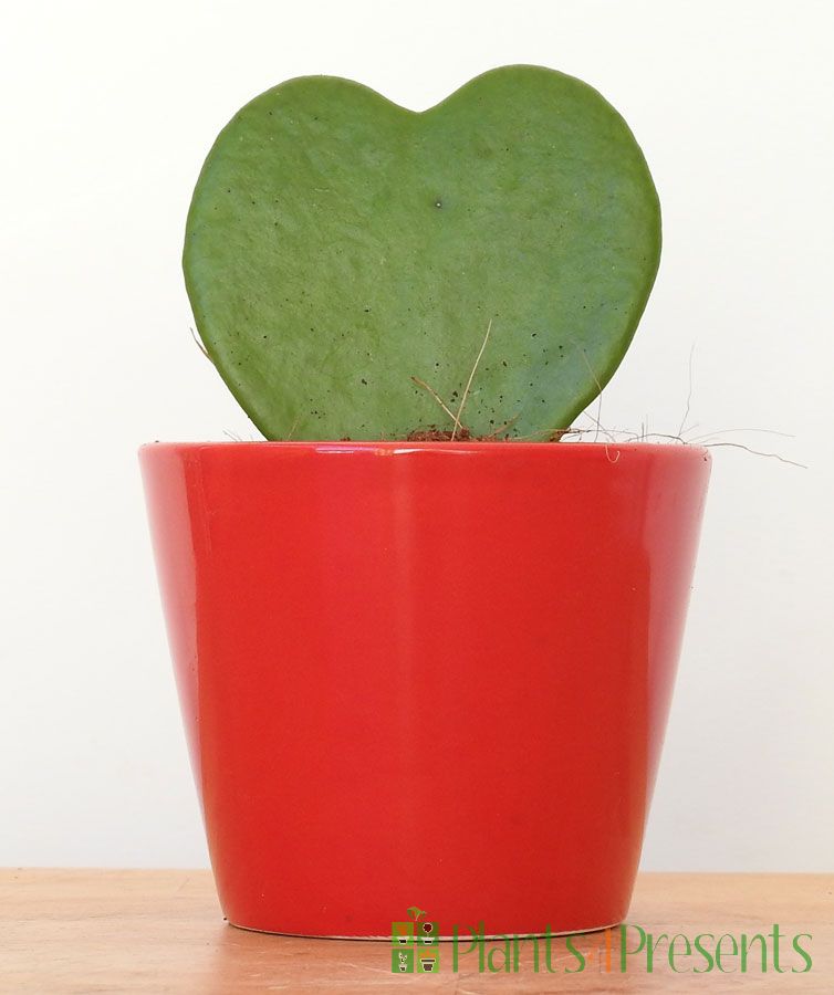 Personalised Heart shaped succulent plants delivered