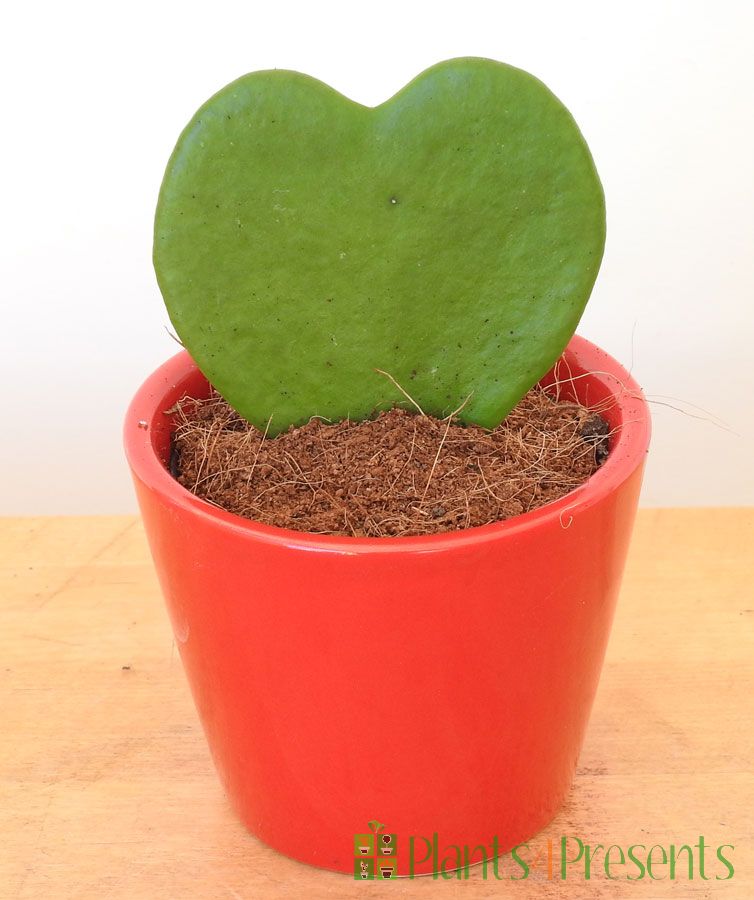Personalised Heart shaped succulent plants delivered