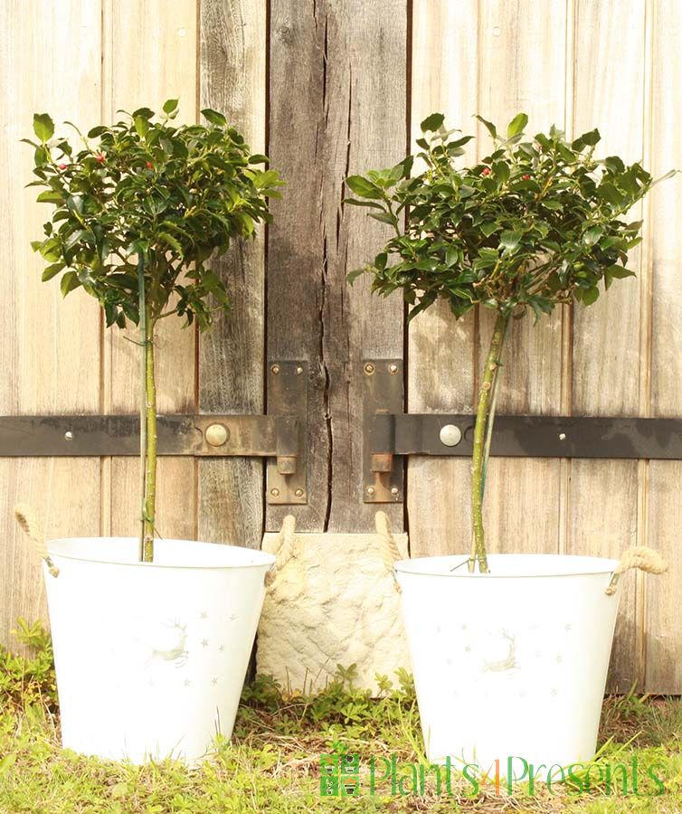 Lollipop Holly Trees delivered as gifts across the UK