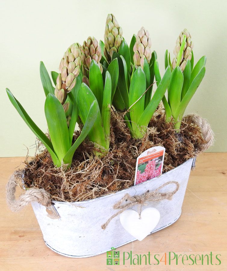 Vintage Hyacinth Planters delivered as gifts by post