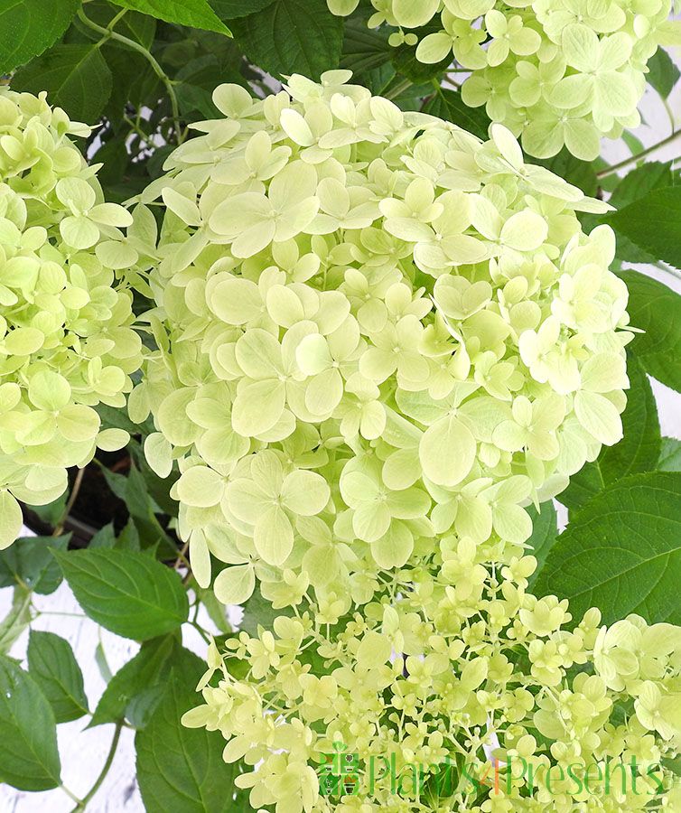Woodland Hydrangea