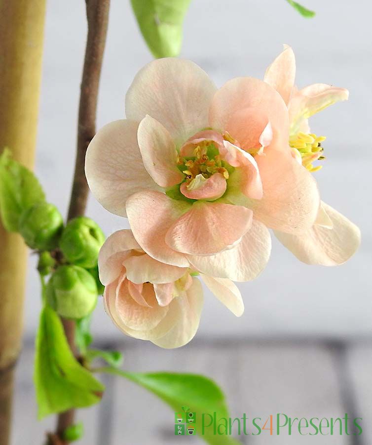 Send a stunning Japanese Quince plant as a gift.