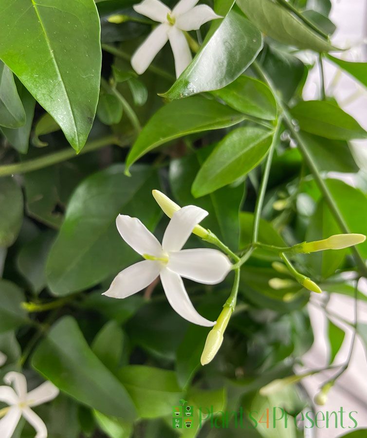 Jasmine azoricum with scented flowers