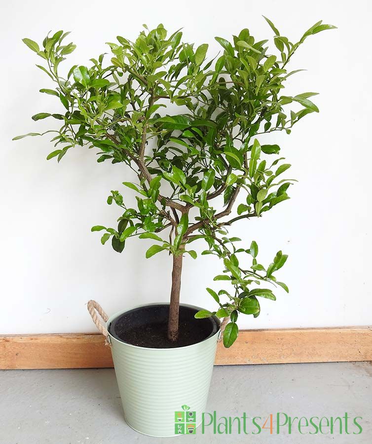 Kaffir Lime | Giant Kaffir Lime trees as plant gifts, fast delivery