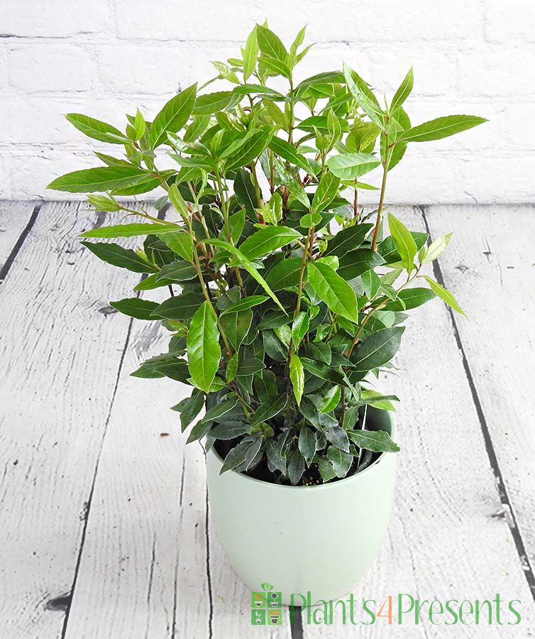 Kitchen Bay | Plant gifts for cooks delivered