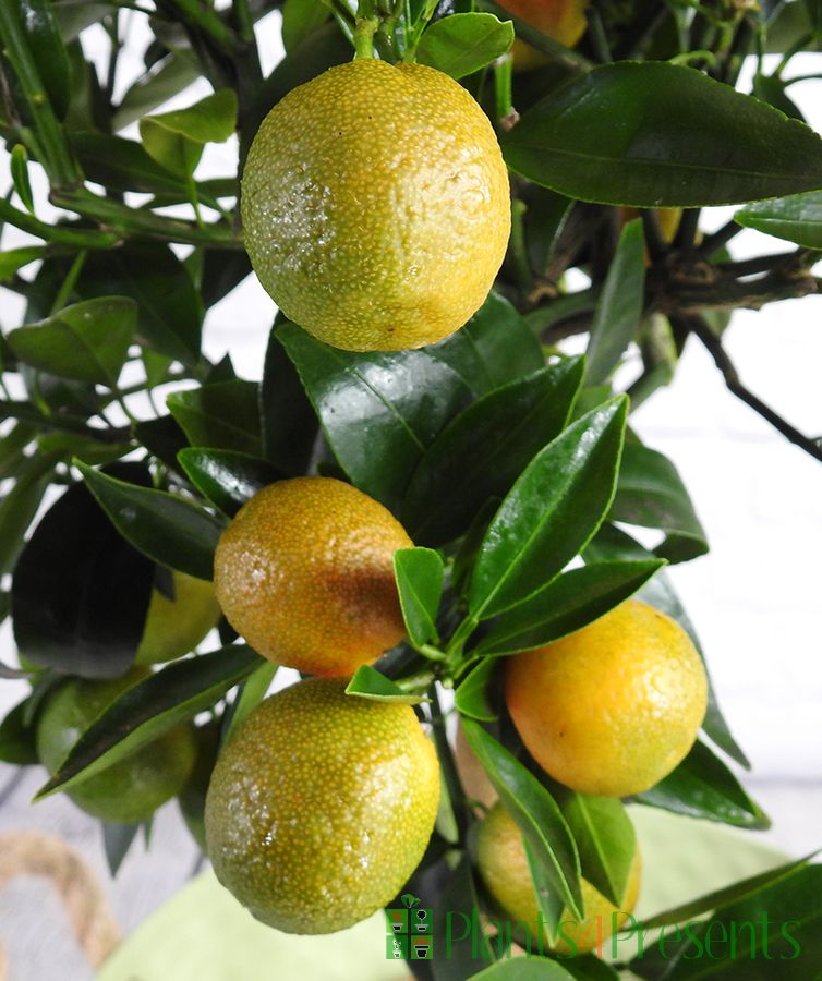 Kucle trees - a fabulous gift with next day delivery