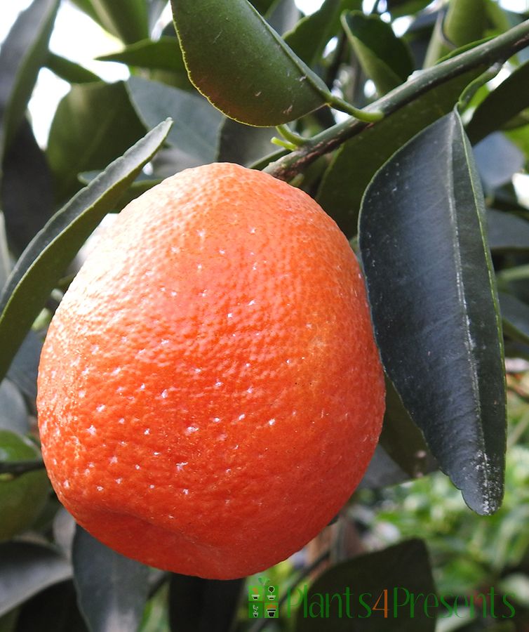 Kucle trees - a fabulous gift with next day delivery