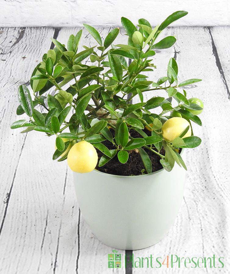 Mini Lemon Lara | Send fruity miniature lemon trees as gifts
