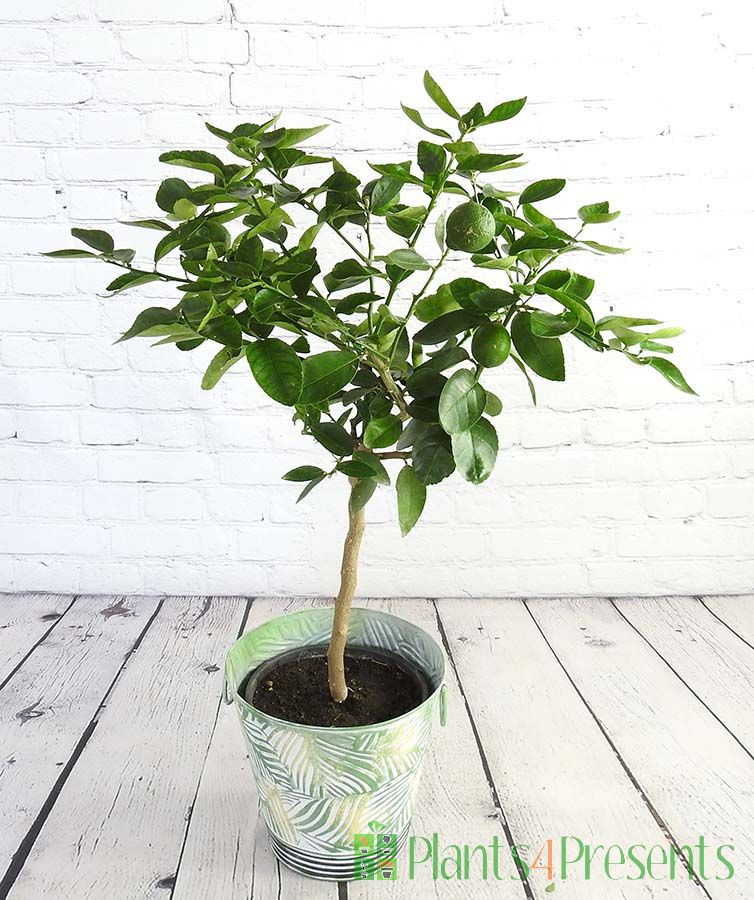 Lime Trees | Send large lime trees as gifts, fast Delivery