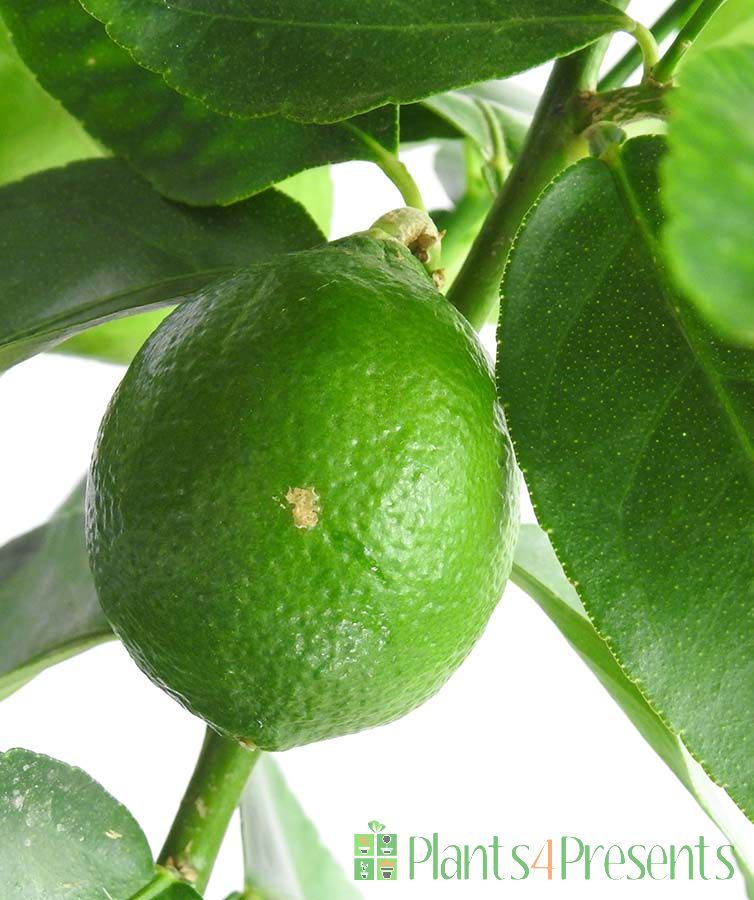 Lime Trees | Send large lime trees as gifts, fast Delivery