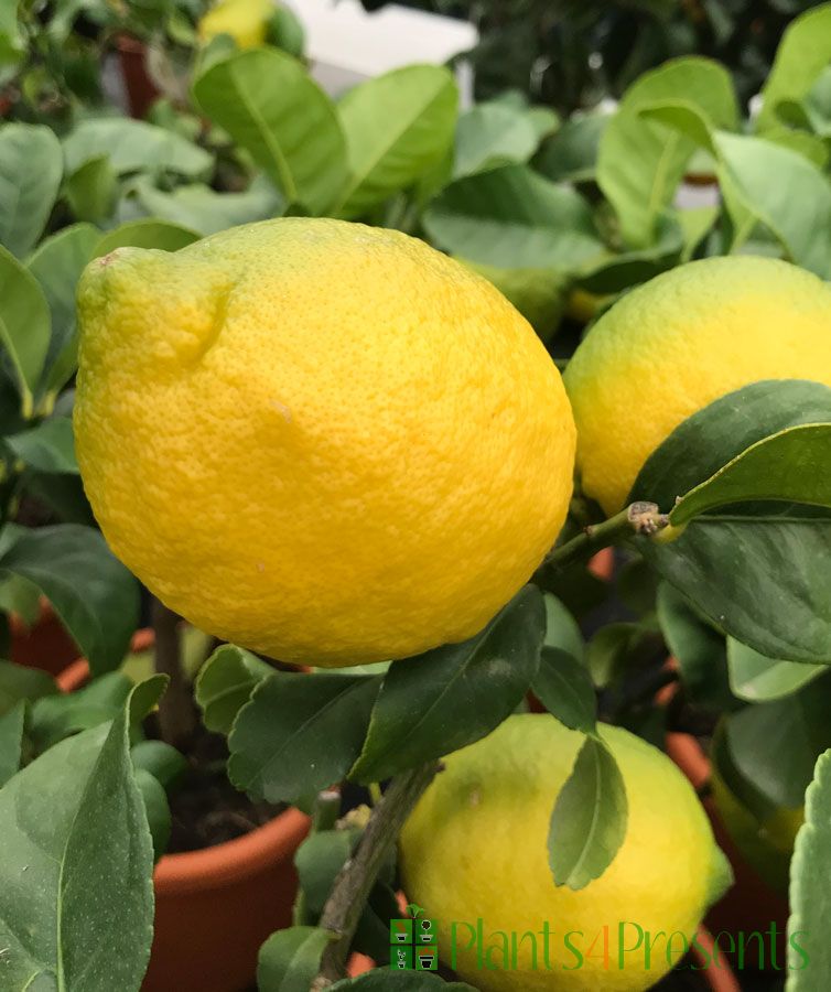 Lemon Trees - Fruiting Lemon Tree | Plants4Presents