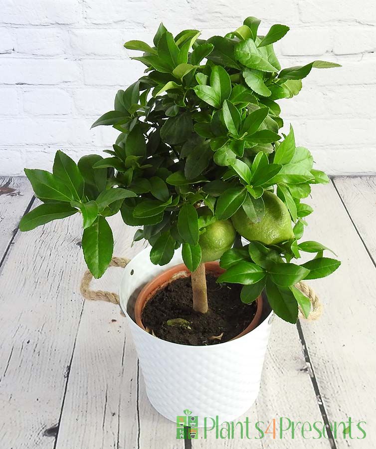 Lemon4seasons or 'Eureka' lemon | Best UK citrus variety