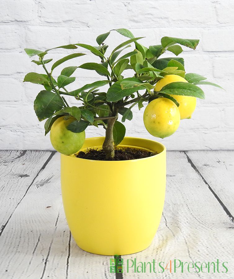 Lemon Bushes | Grow your own lemons with these windowsill gifts