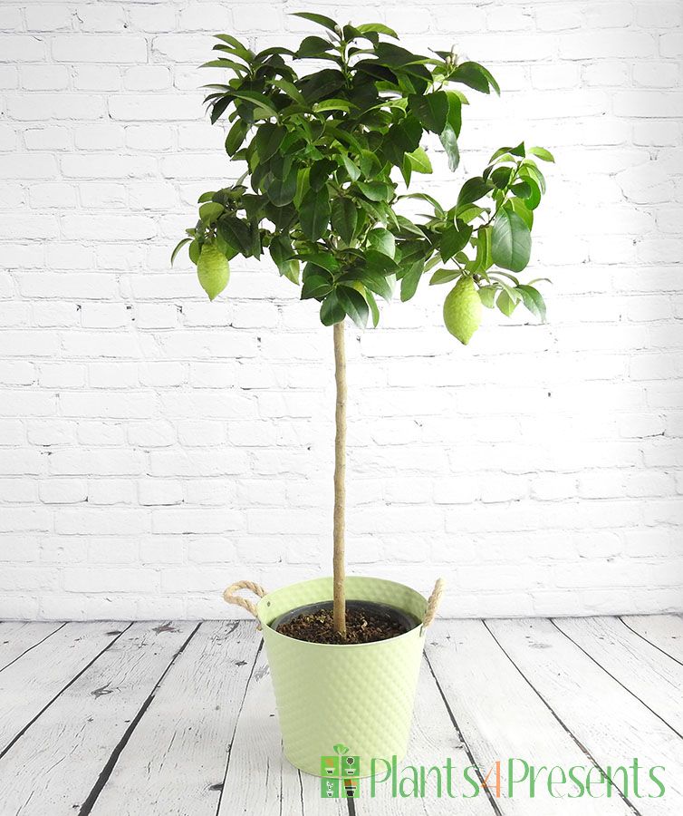 Giant Lemon Tree | Stunning giant citrus plants delivered next day